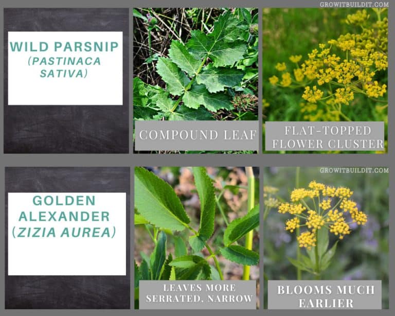 Wild Parsnip – Guide To Identification, Treatment & Control – GrowIt ...