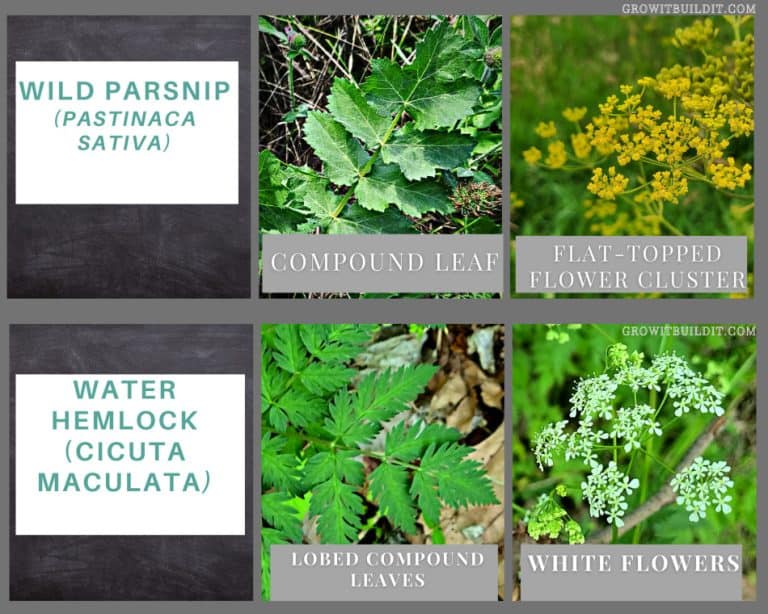 Wild Parsnip – Guide To Identification, Treatment & Control – GrowIt ...