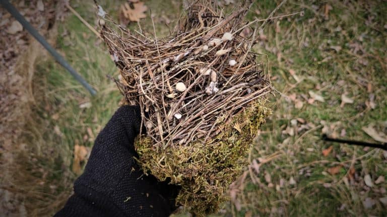 How To Clean Out A Birdhouse Or Nest Box – GrowIt BuildIT