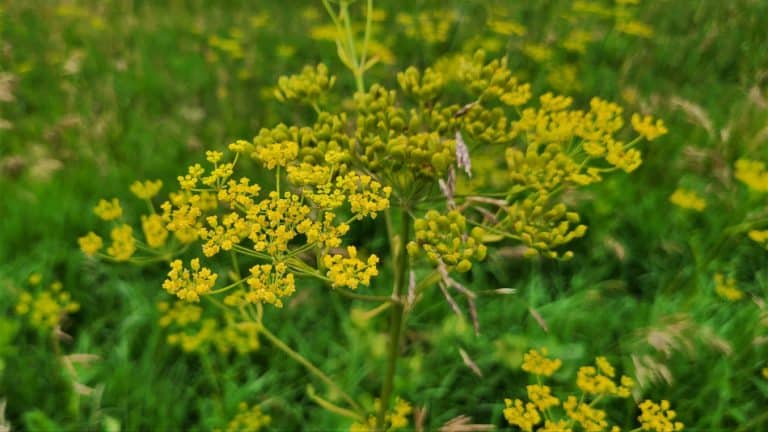 Wild Parsnip – Guide To Identification, Treatment & Control – GrowIt ...