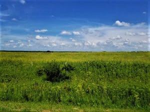 Wild Parsnip – Guide To Identification, Treatment & Control – GrowIt ...