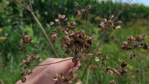 Wild Parsnip – Guide To Identification, Treatment & Control – GrowIt ...