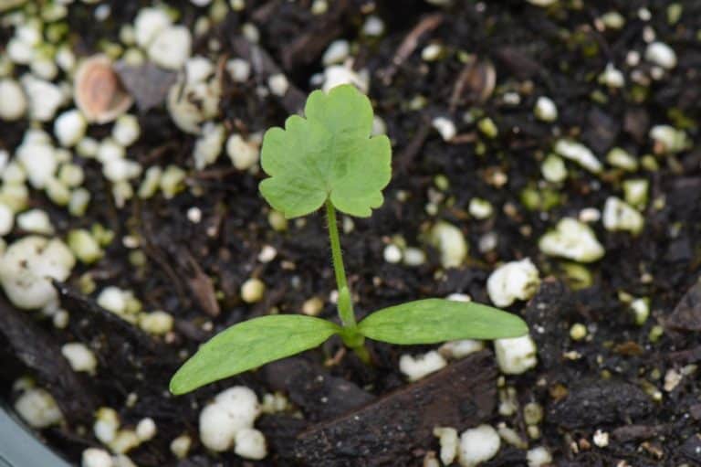 Wild Parsnip – Guide To Identification, Treatment & Control – GrowIt ...