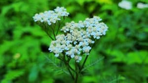 Yarrow – A Complete Grow & Care Guide (Achillea millefolium) – GrowIt ...