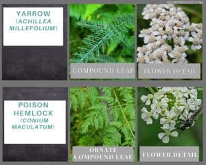 Yarrow – A Complete Grow & Care Guide (Achillea millefolium) – GrowIt ...