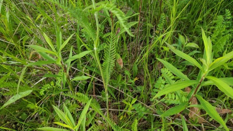 Yarrow – A Complete Grow & Care Guide (Achillea millefolium) – GrowIt ...