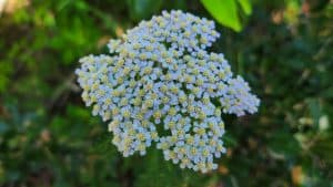 Yarrow – A Complete Grow & Care Guide (Achillea millefolium) – GrowIt ...