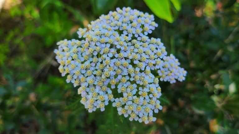 Yarrow – A Complete Grow & Care Guide (Achillea millefolium) – GrowIt ...