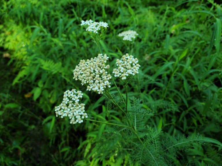 Yarrow – A Complete Grow & Care Guide (Achillea millefolium) – GrowIt ...