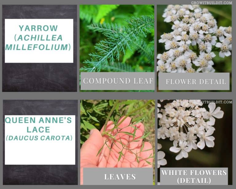 Yarrow – A Complete Grow & Care Guide (Achillea millefolium) – GrowIt ...