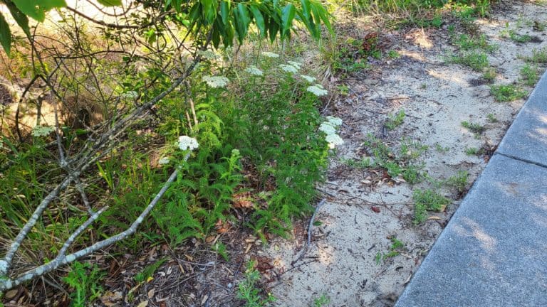 Yarrow – A Complete Grow & Care Guide (Achillea millefolium) – GrowIt ...