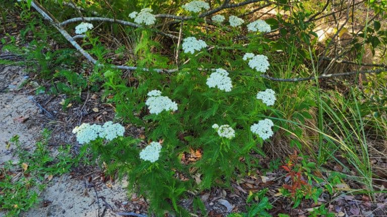 Natives In Your Lawn – The Mowable Native Ground Covers – GrowIt BuildIT