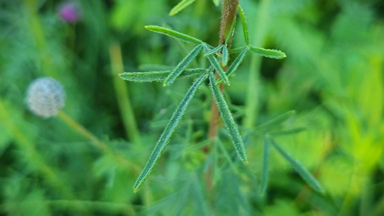 Purple Prairie Clover, A Total Guide To Dalea Purpurea – GrowIt BuildIT