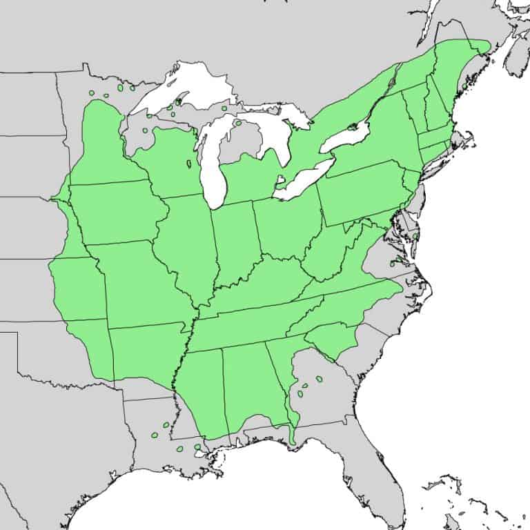 Silver Maple Tree, A Complete Profile To Acer saccharinum – GrowIt BuildIT