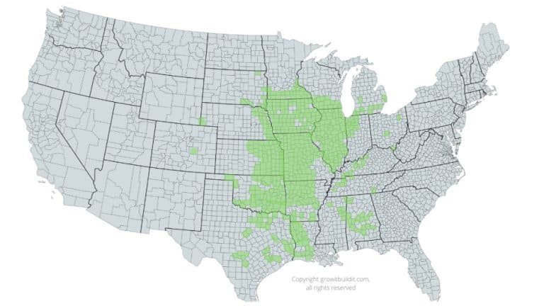 Compass Plant, A Complete Guide To Silphium laciniatum – GrowIt BuildIT