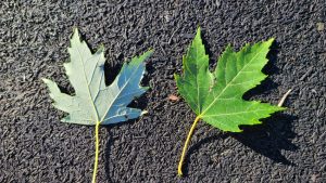 Silver Maple Tree, A Complete Profile To Acer saccharinum – GrowIt BuildIT