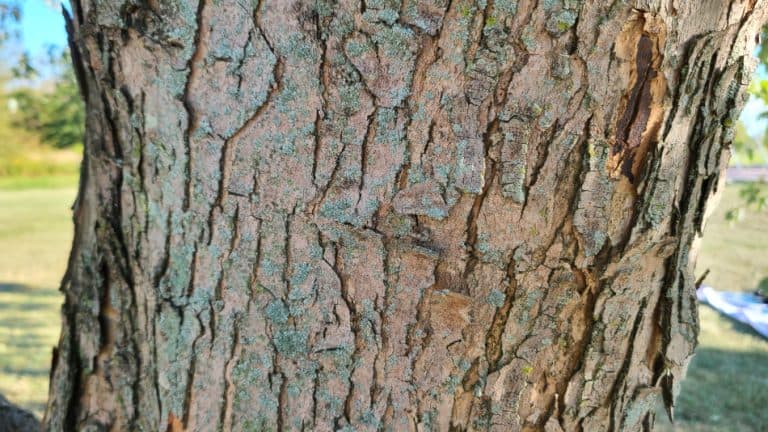 Silver Maple Tree, A Complete Profile To Acer saccharinum – GrowIt BuildIT