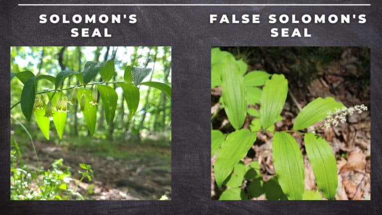 Solomon’s Seal, A Complete Guide To Polygonatum spp. – GrowIt BuildIT