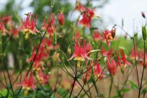 Eastern Red Columbine, A Complete Profile – GrowIt BuildIT