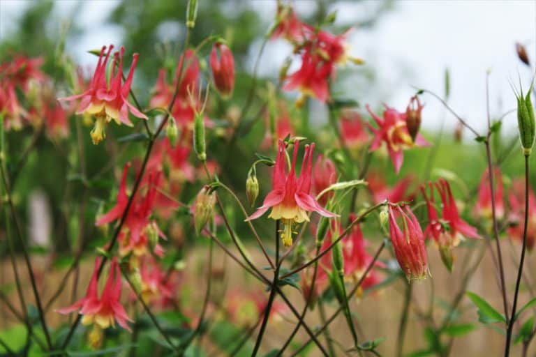 Eastern Red Columbine, A Complete Profile – GrowIt BuildIT