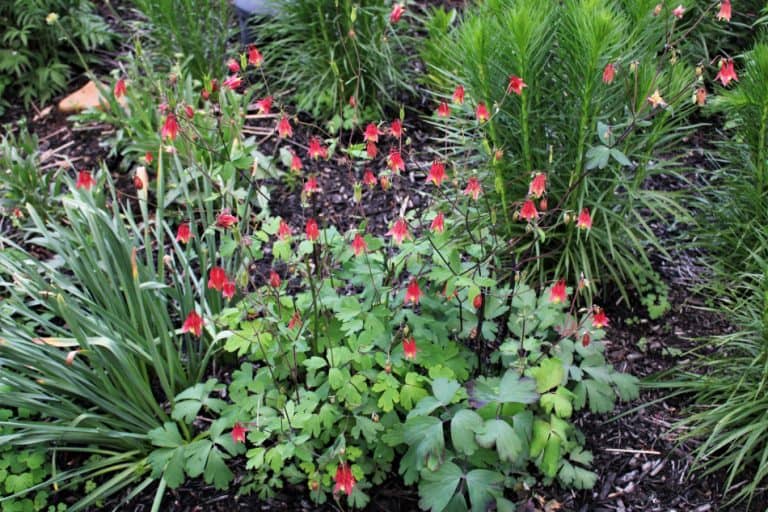 Eastern Red Columbine, A Complete Profile – GrowIt BuildIT