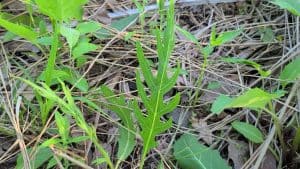 Compass Plant, A Complete Guide To Silphium laciniatum – GrowIt BuildIT