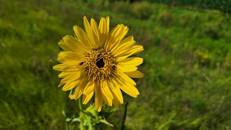 Compass Plant, A Complete Guide To Silphium laciniatum – GrowIt BuildIT