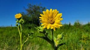 Compass Plant, A Complete Guide To Silphium laciniatum – GrowIt BuildIT