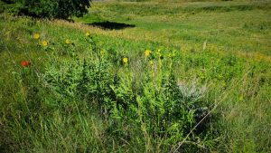 Compass Plant, A Complete Guide To Silphium laciniatum – GrowIt BuildIT