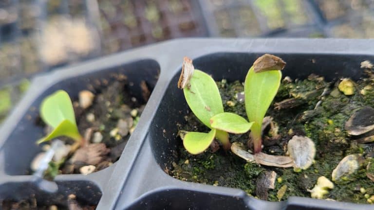Compass Plant, A Complete Guide To Silphium laciniatum – GrowIt BuildIT