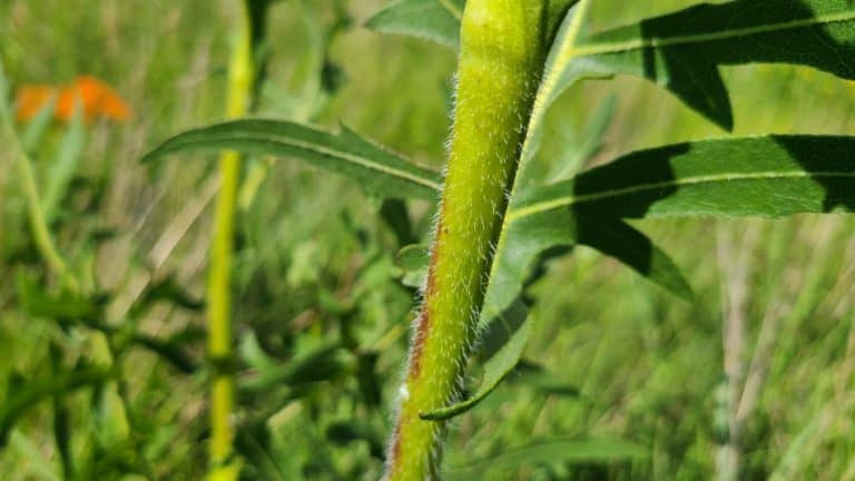 Compass Plant, A Complete Guide To Silphium laciniatum – GrowIt BuildIT