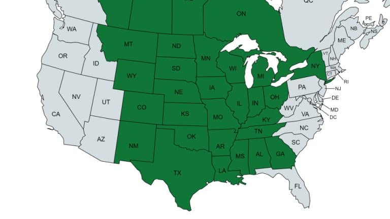 Purple Prairie Clover, A Total Guide To Dalea Purpurea – GrowIt BuildIT