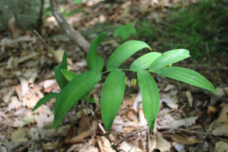 Solomon’s Seal, A Complete Guide To Polygonatum spp. – GrowIt BuildIT