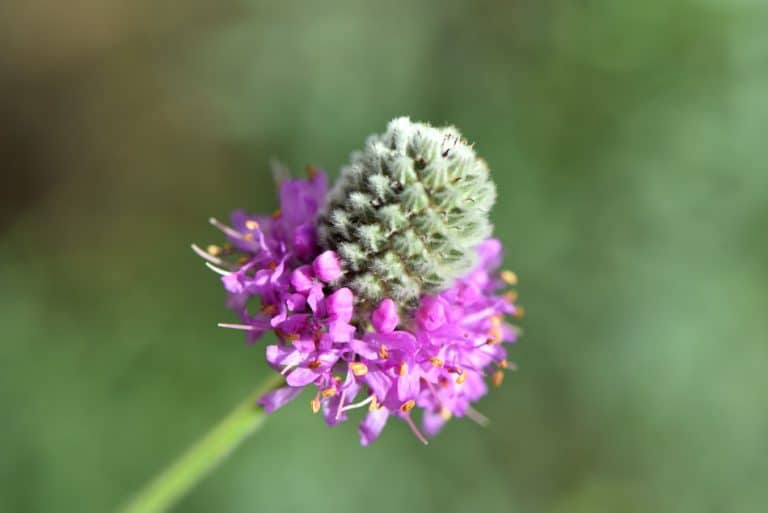 Purple Prairie Clover, A Total Guide To Dalea Purpurea – GrowIt BuildIT