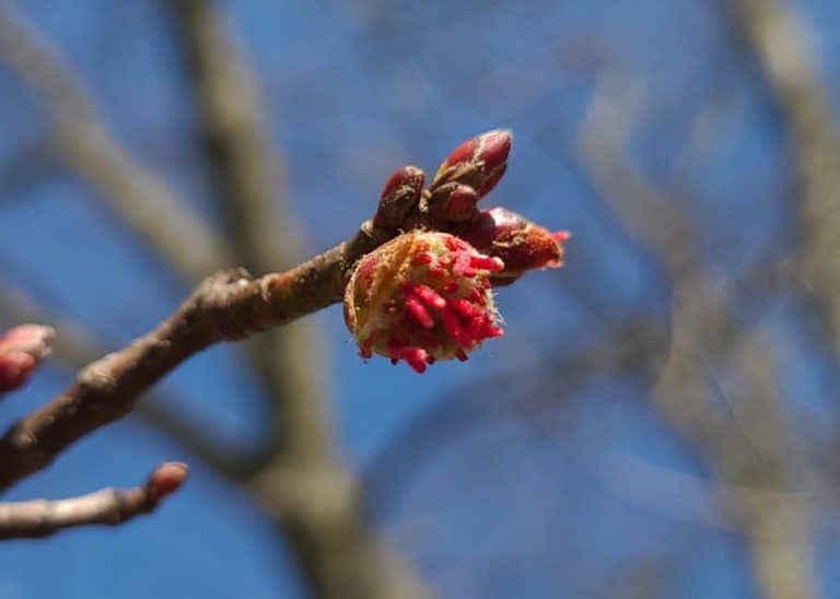Silver Maple Tree, A Complete Profile To Acer saccharinum – GrowIt BuildIT