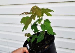 Silver Maple Tree, A Complete Profile To Acer saccharinum – GrowIt BuildIT