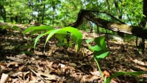Solomon’s Seal, A Complete Guide To Polygonatum spp. – GrowIt BuildIT