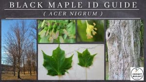 Maple Tree Identification – A Complete Guide – GrowIt BuildIT