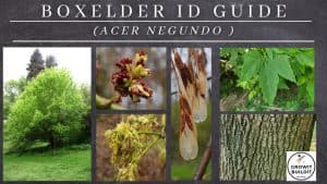Maple Tree Identification – A Complete Guide – GrowIt BuildIT