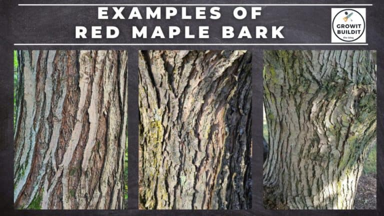 Maple Tree Identification – A Complete Guide – GrowIt BuildIT