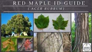 Maple Tree Identification – A Complete Guide – GrowIt BuildIT
