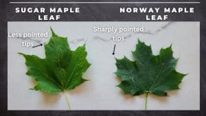 Maple Tree Identification – A Complete Guide – GrowIt BuildIT