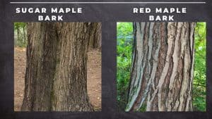 Maple Tree Identification – A Complete Guide – GrowIt BuildIT