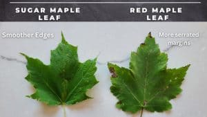 Maple Tree Identification – A Complete Guide – GrowIt BuildIT