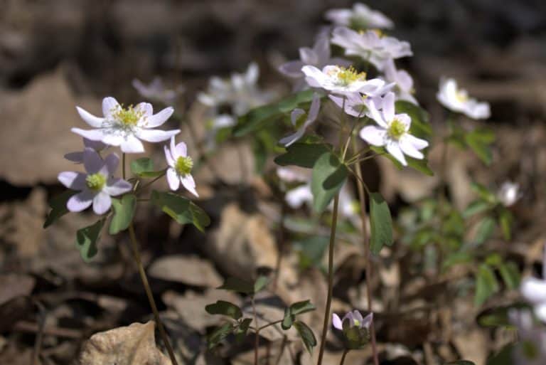 Rue Anemone – A Complete Guide To Thalictrum thalictroides – GrowIt BuildIT