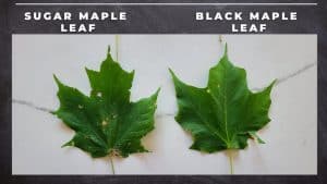 Maple Tree Identification – A Complete Guide – GrowIt BuildIT