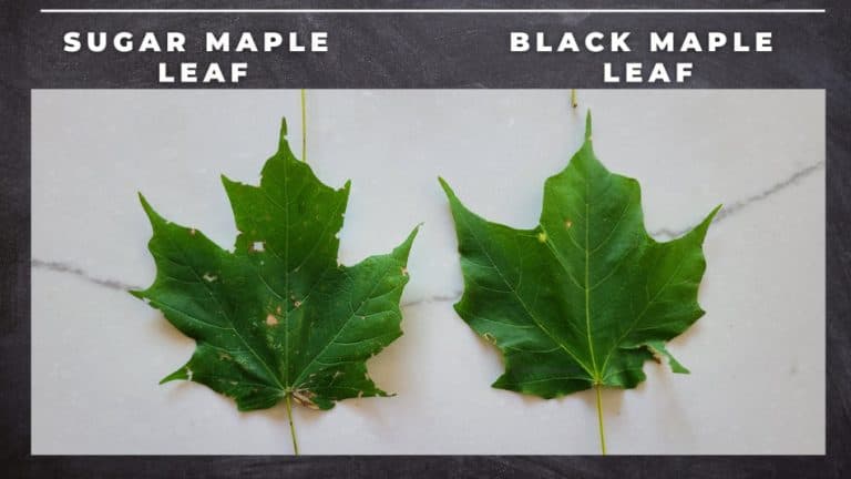 Maple Tree Identification – A Complete Guide – GrowIt BuildIT
