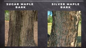 Maple Tree Identification – A Complete Guide – GrowIt BuildIT
