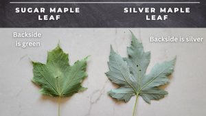 Maple Tree Identification – A Complete Guide – GrowIt BuildIT