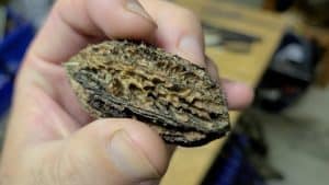 The Butternut Tree – A Total Guide To This Nut-Producing Tree – GrowIt ...